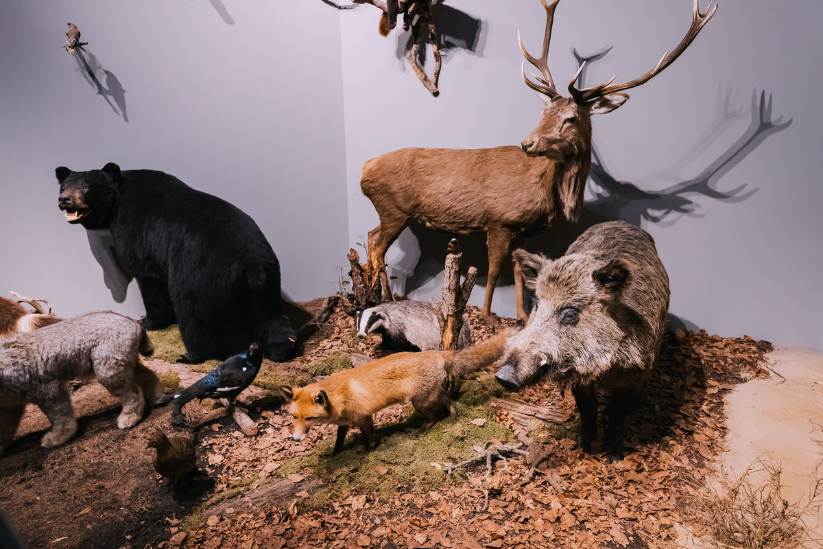 Integrale opleiding tot taxidermist | Tradities, gebruiken, praktijken ...